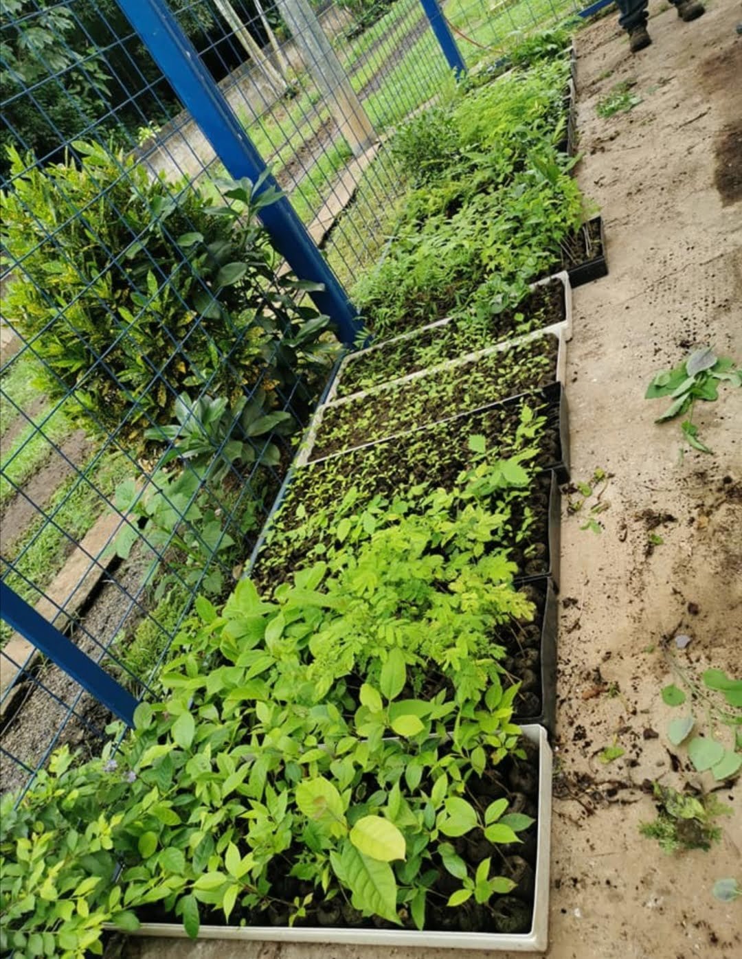 Sembrarán 100 árboles para reforestar áreas en San Antonio | Noticias ...